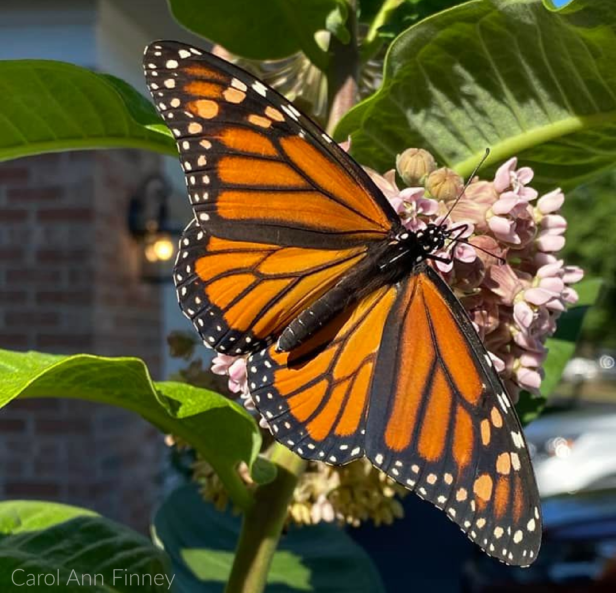 Butterfly Lady – Page 2 – Education, Gardening and Fun: Spreading the ...