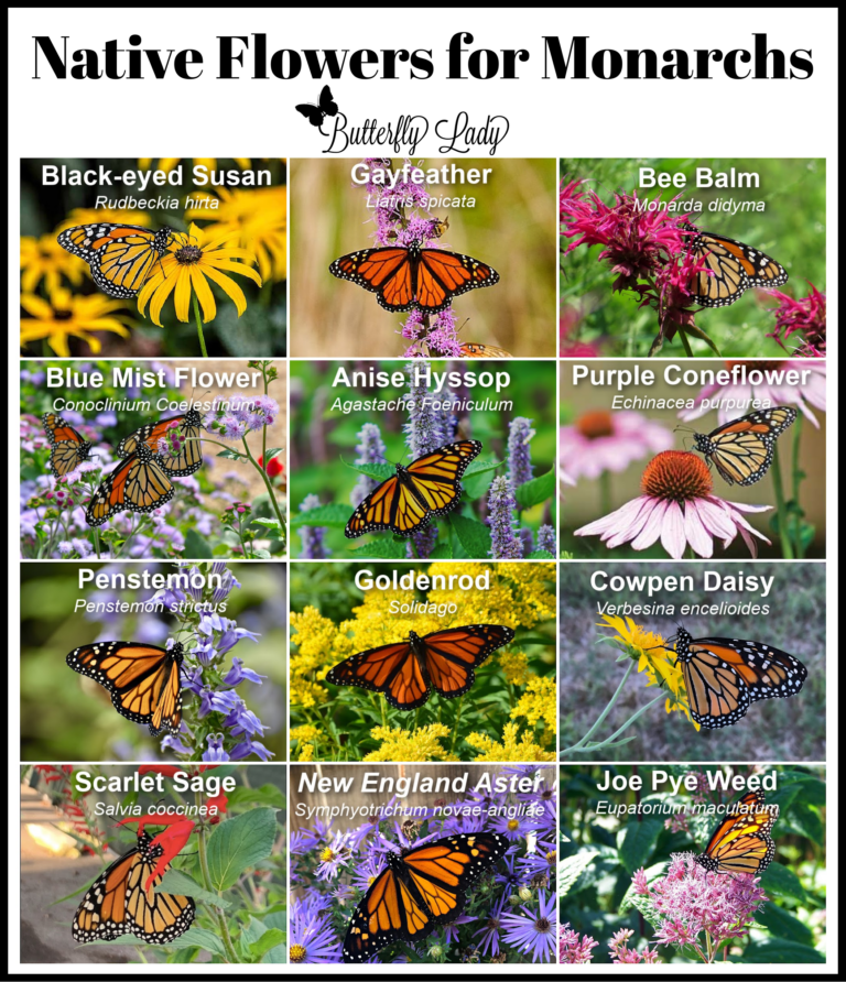 Help Monarch Butterflies Thrive – Butterfly Lady