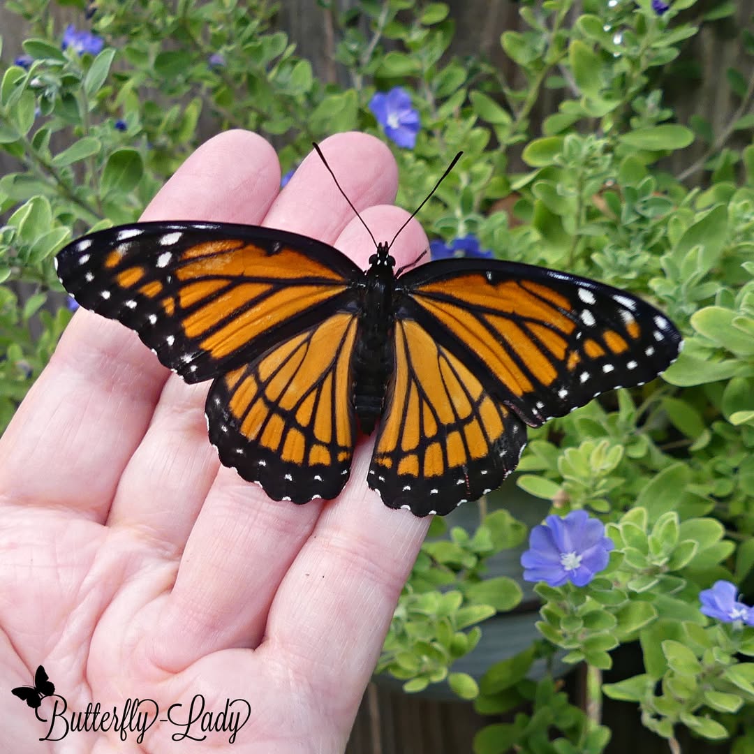 The Viceroy Butterfly: Nature’s Master of Mimicry – Butterfly Lady