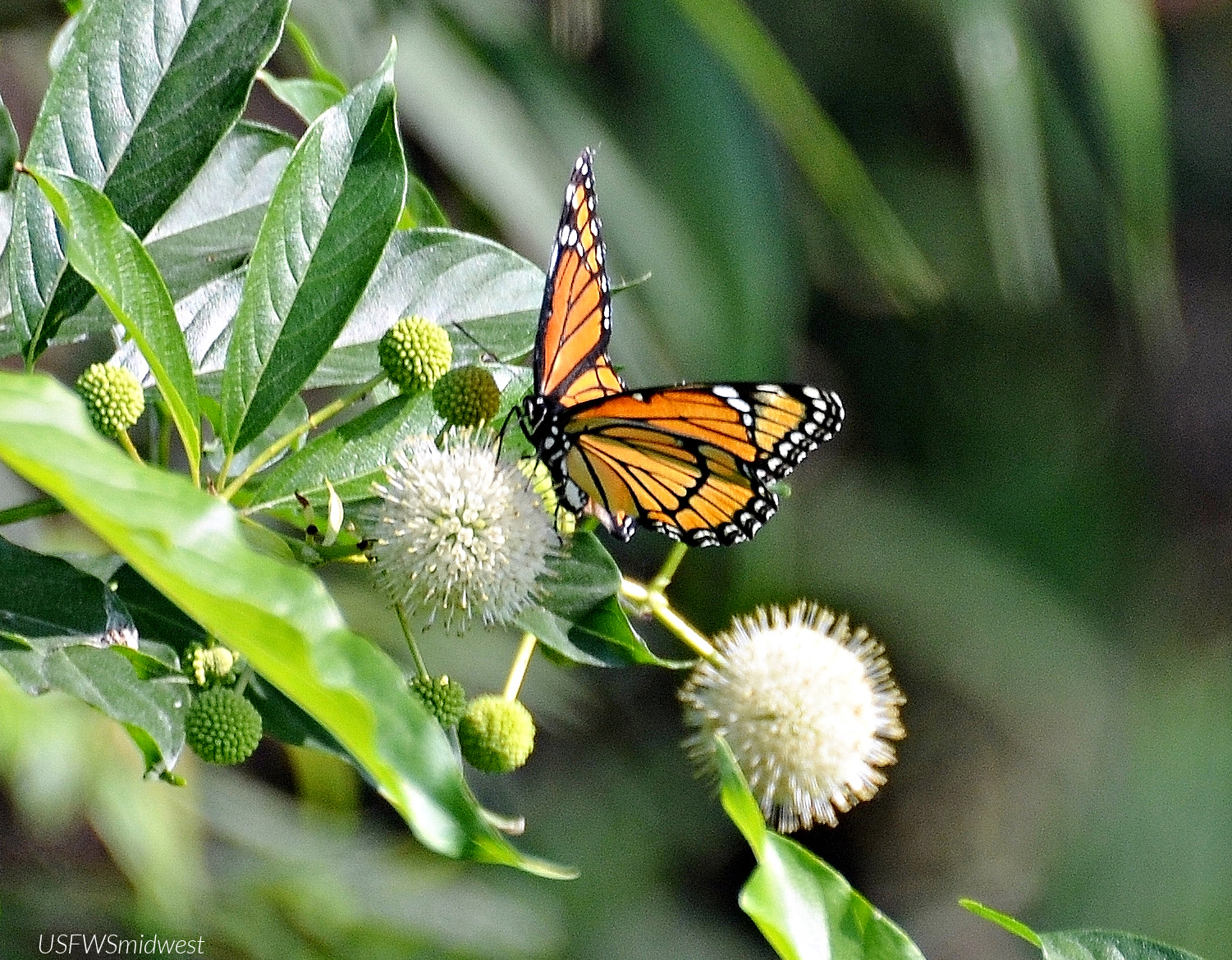 The Viceroy Butterfly: Nature’s Master of Mimicry – Butterfly Lady