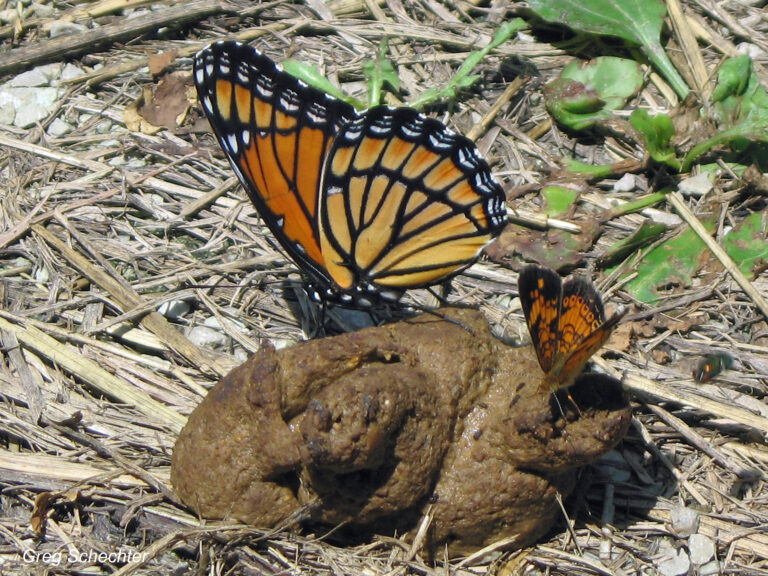 The Viceroy Butterfly: Nature’s Master of Mimicry – Butterfly Lady