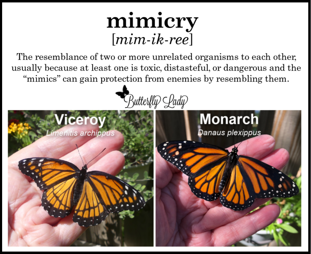The Viceroy Butterfly: Nature’s Master of Mimicry – Butterfly Lady