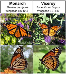 The Viceroy Butterfly: Nature’s Master of Mimicry – Butterfly Lady