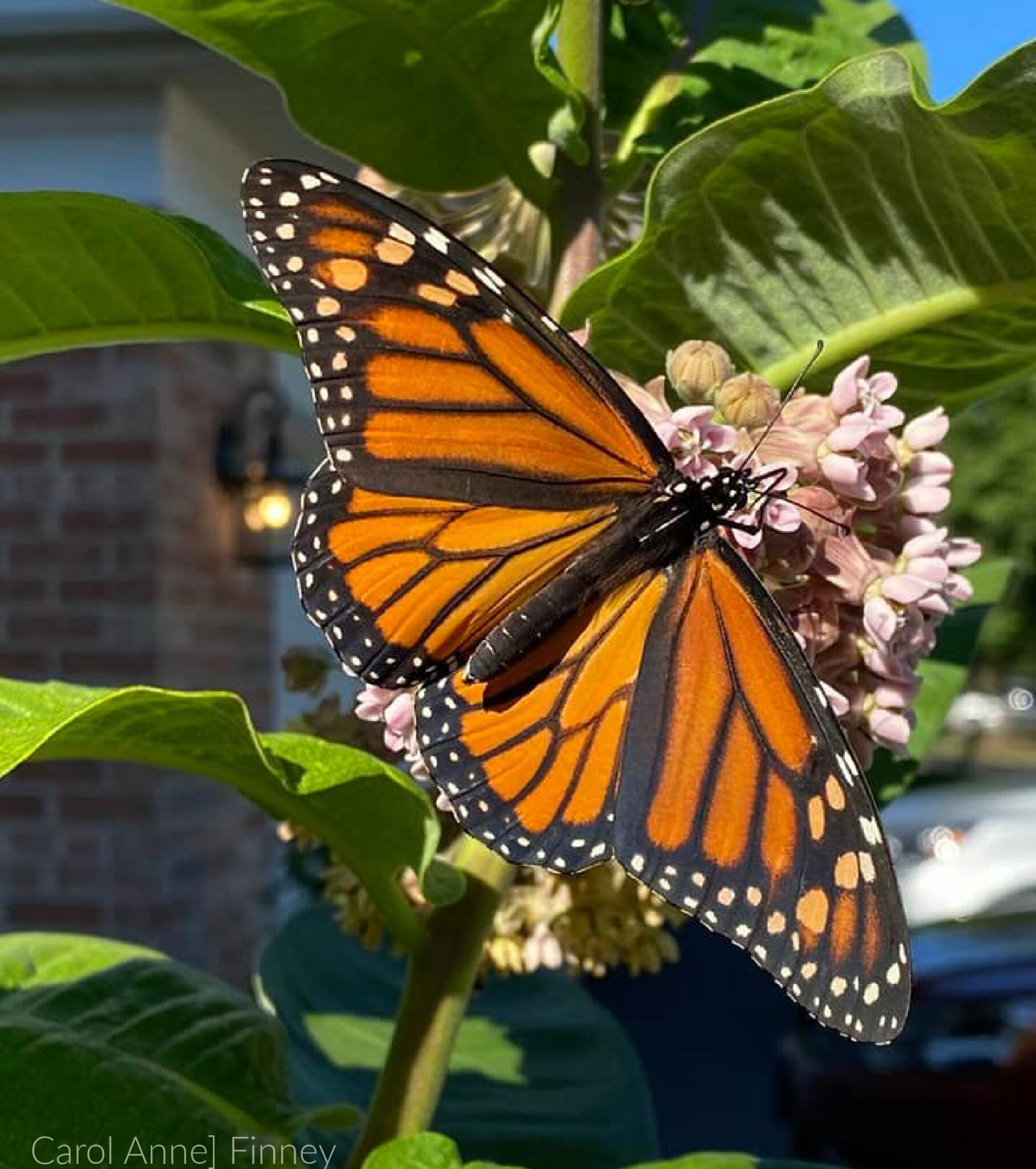 Butterfly Lady – Page 2 – Education, Gardening and Fun: Spreading the ...