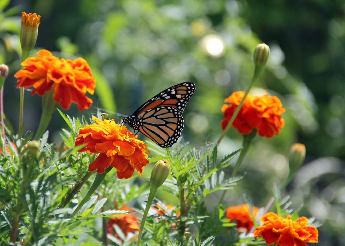 Marigold Magic: Bright Blooms with Big Benefits – Butterfly Lady