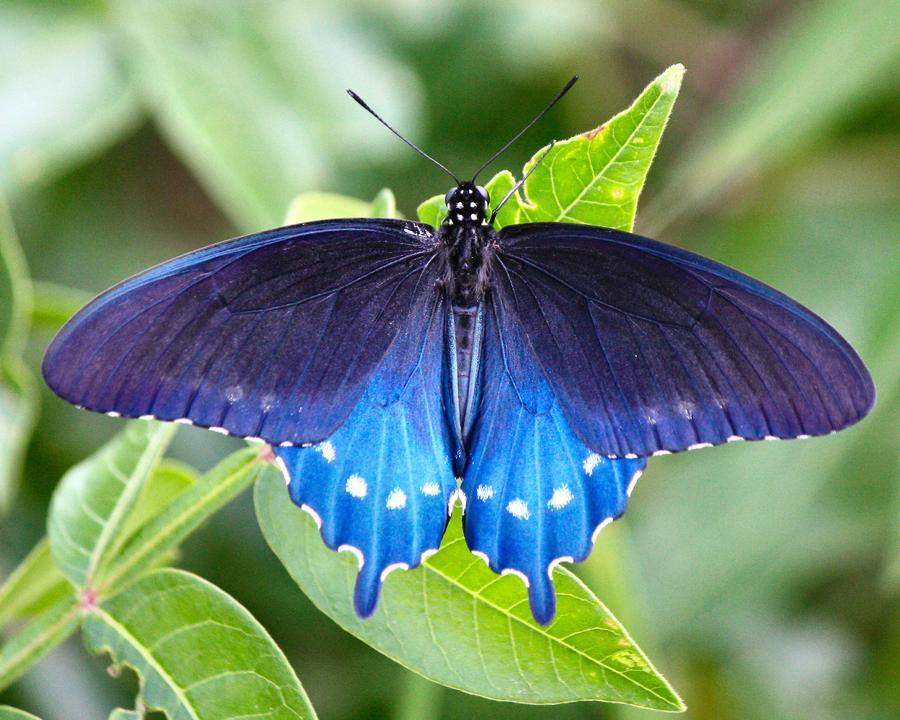 Velvet Wings and Toxic Beauty: The Enigma of the Pipevine Swallowtail ...