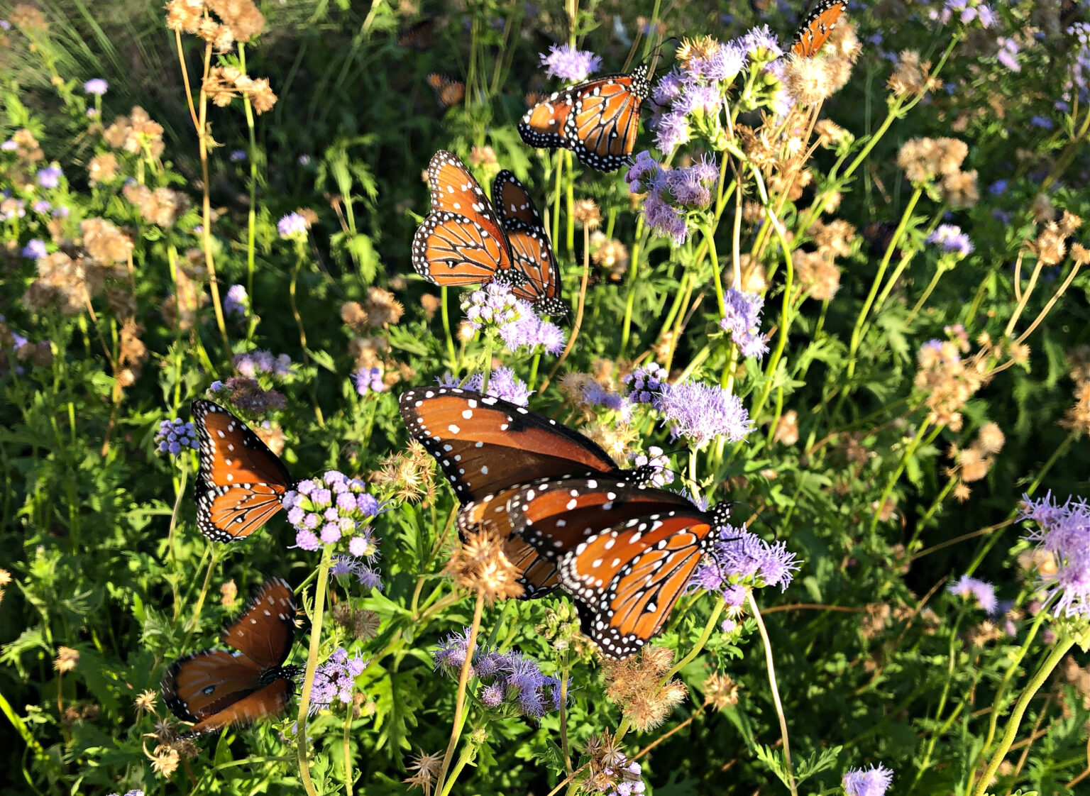 Butterfly Lady – Education, Gardening and Fun: Spreading the Joy of ...