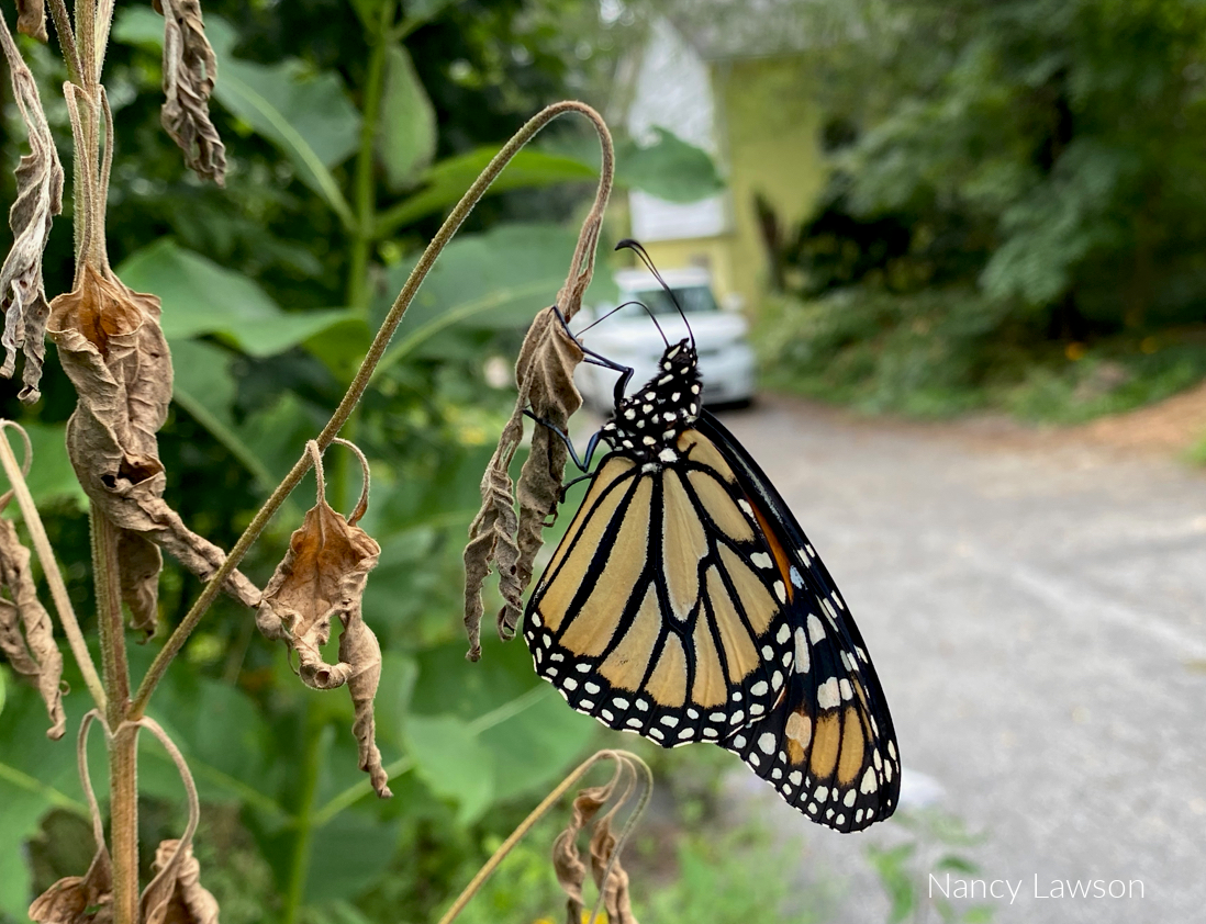 Butterfly Lady – Education, Gardening and Fun: Spreading the Joy of ...