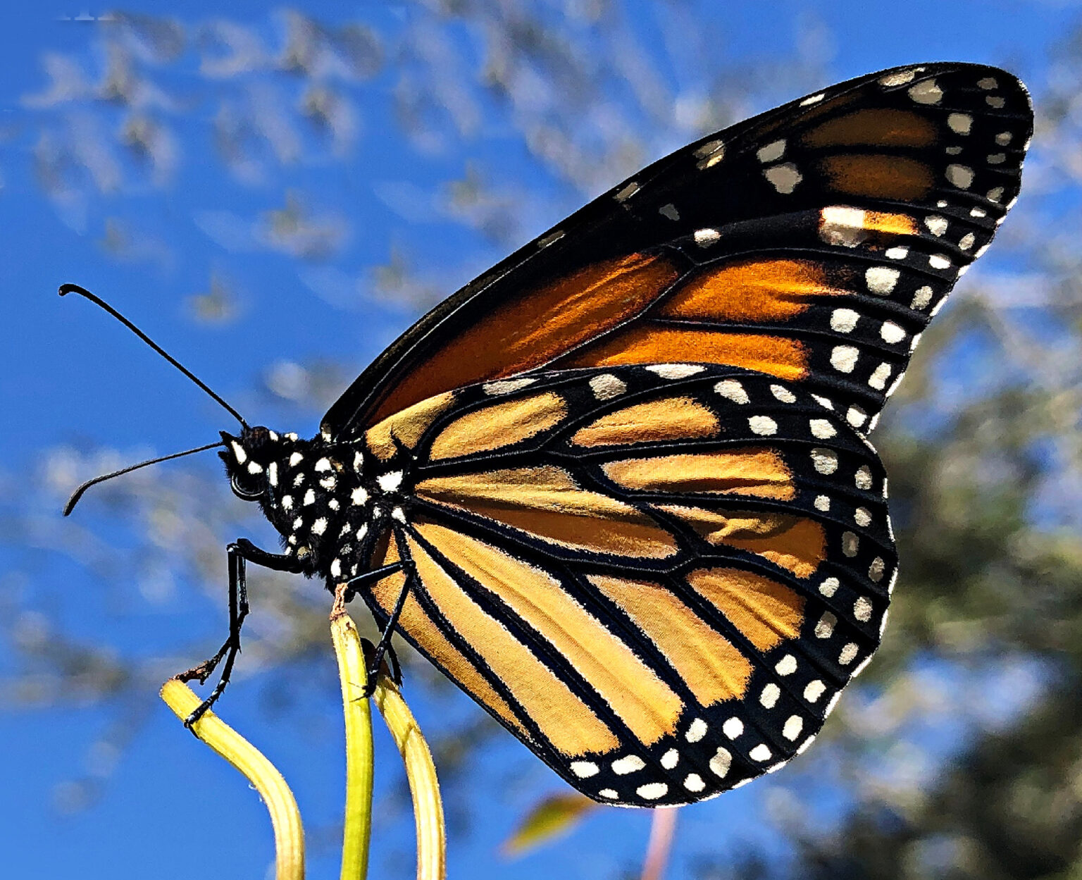 How Do Monarchs Migrate – Butterfly Lady